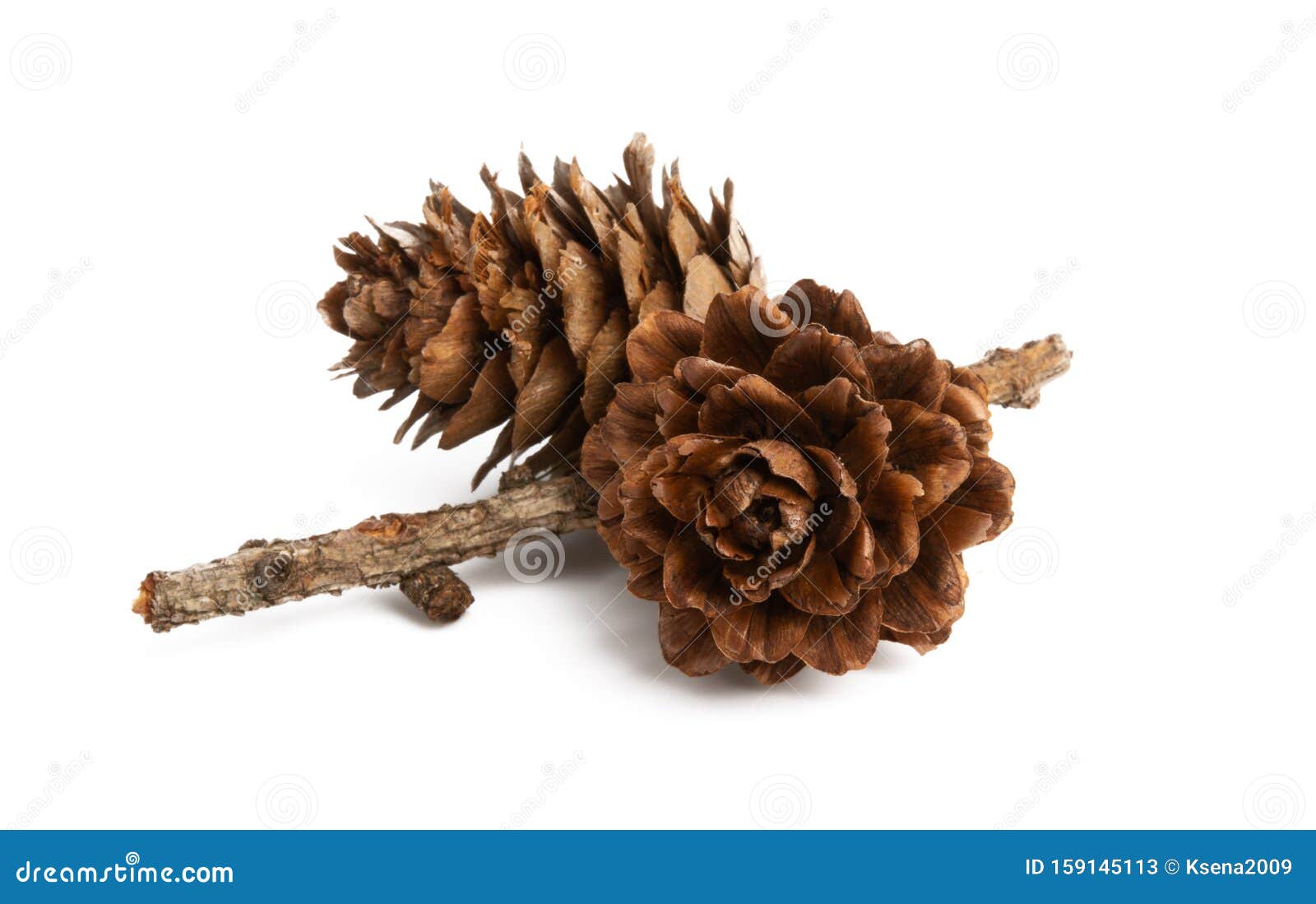 Dry cones isolated stock image. Image of cone, decoration - 159145113