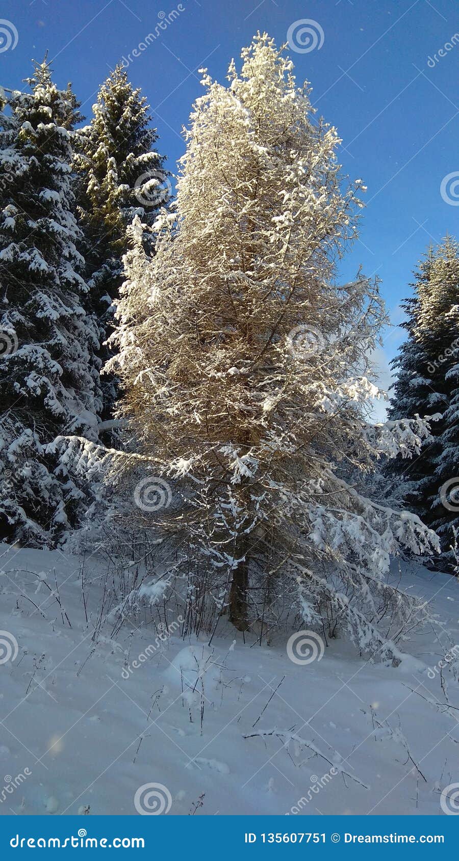 A Dry Conifer is after a Snow-fall Stock Image - Image of conifer ...