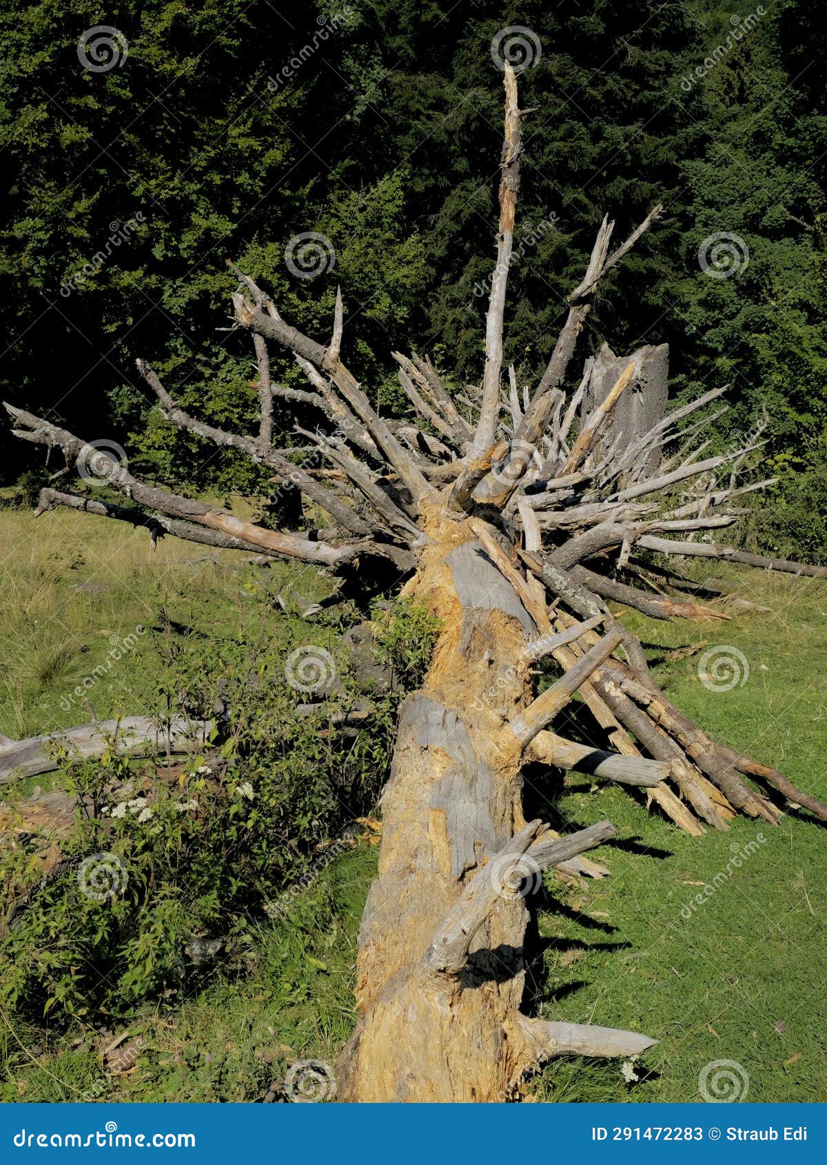 Dry Conifer Tree Trunk on the Grass Stock Image - Image of grass, trunk ...