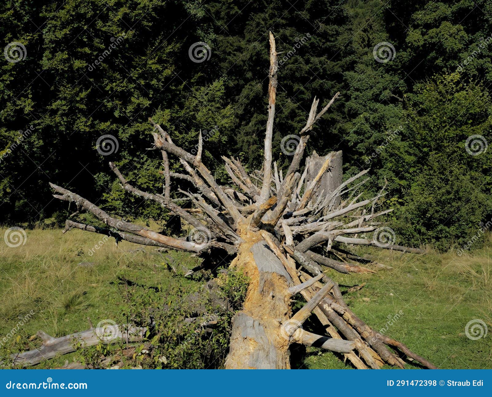 Dry Conifer Tree Trunk on the Grass Stock Photo - Image of conifer ...