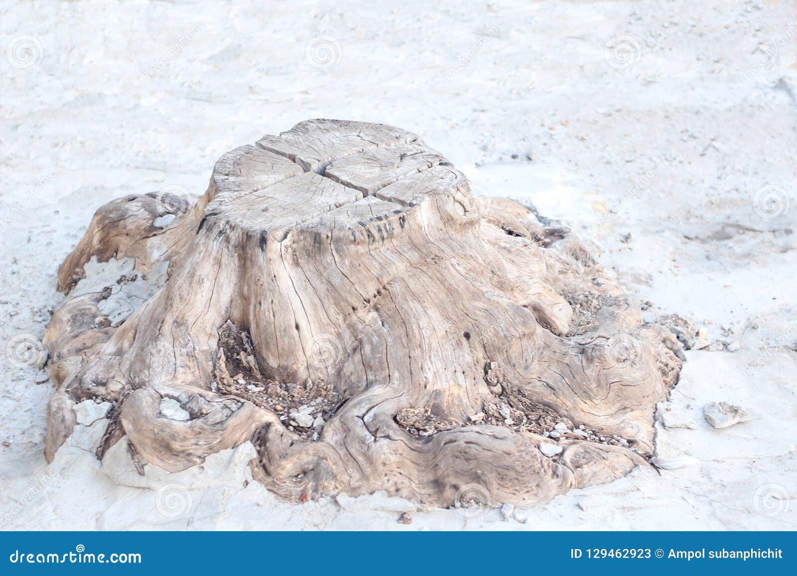 Dead tree cool stock image. Image of tree, cool, dead - 129462923