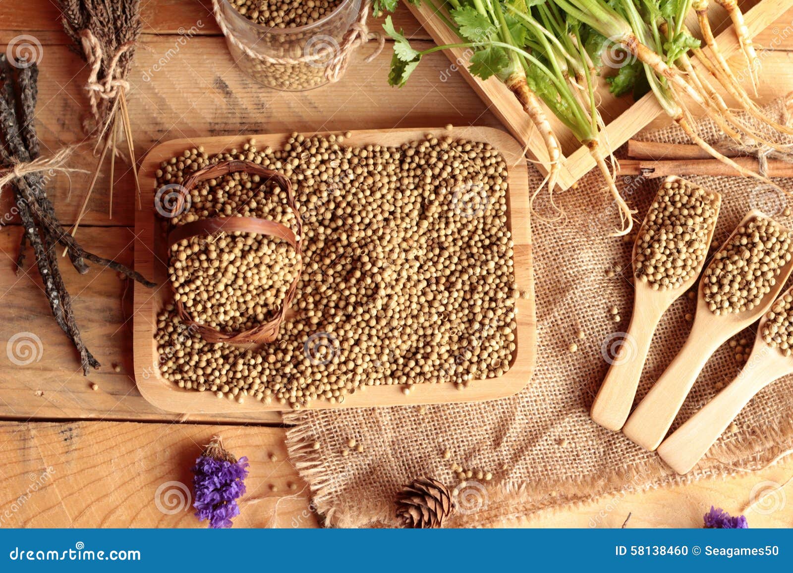 Dry Coriander Seeds and Fresh Coriander Green. Stock Photo - Image of ...