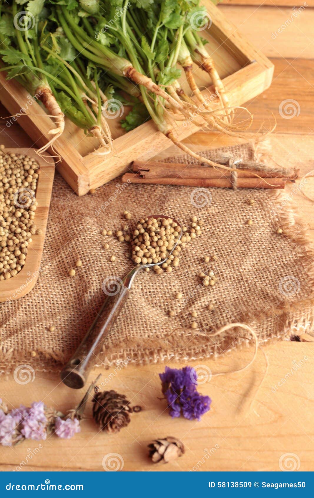 Dry Coriander Seeds and Fresh Coriander Green. Stock Image - Image of ...