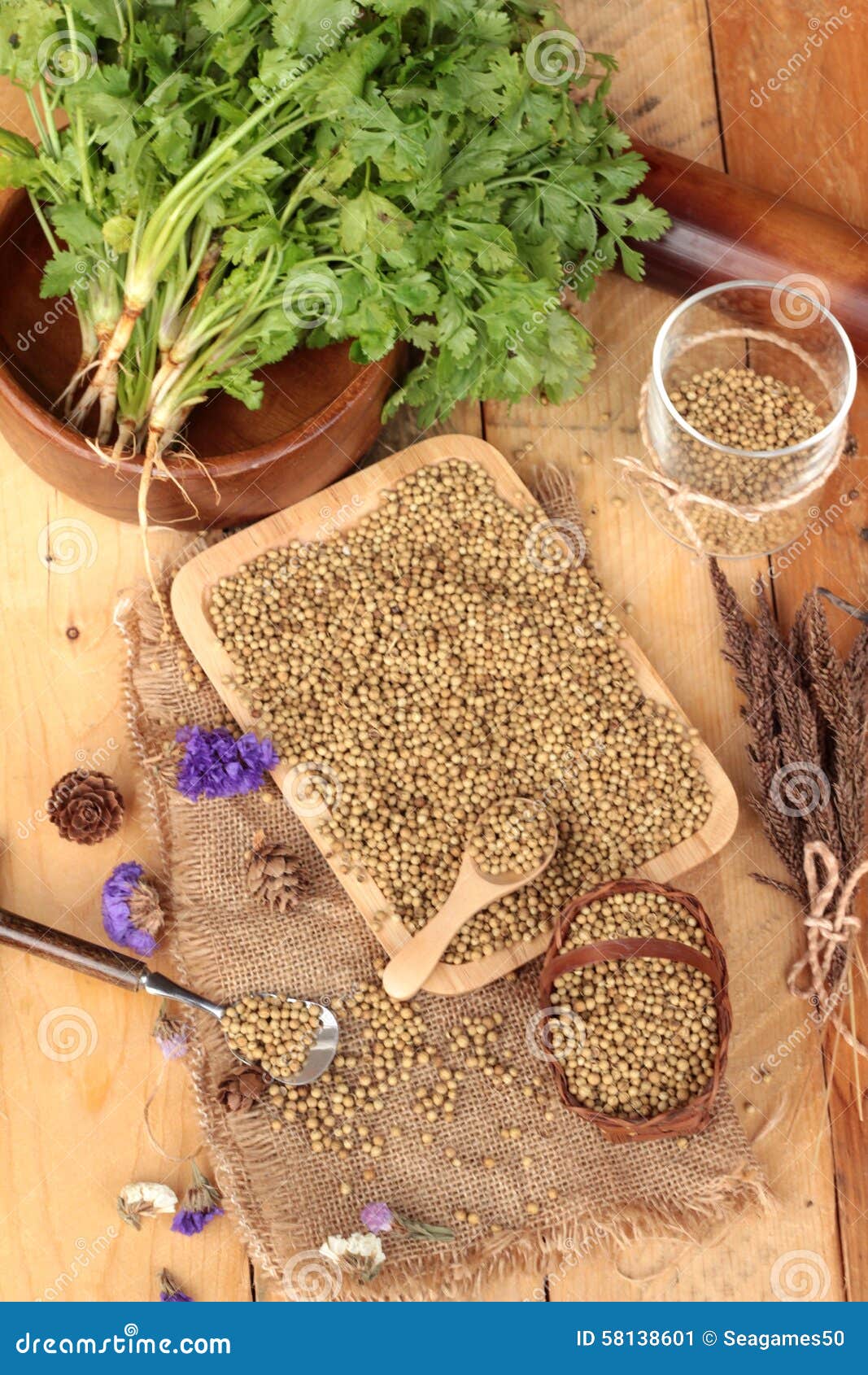 Dry Coriander Seeds and Fresh Coriander Green. Stock Image - Image of ...