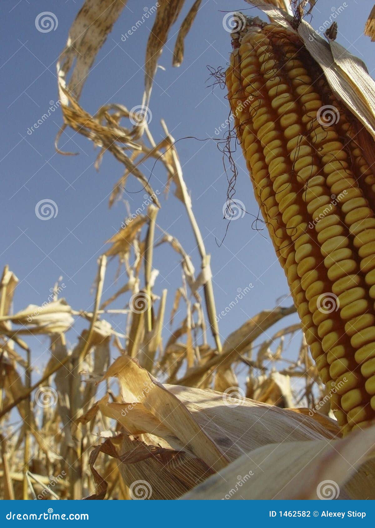 Dry corn stock photo. Image of plants, blue, corn, farmland - 1462582