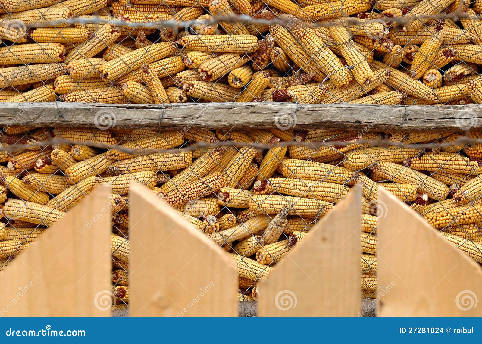 Dry corn stock photo. Image of farming, season, color - 27281024