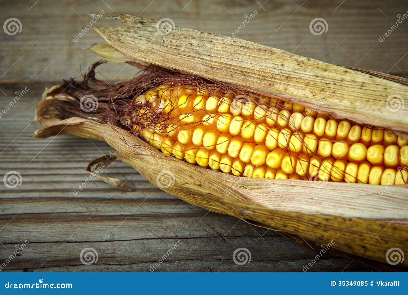 Dry corn stock image. Image of closeup, food, cobs, nature - 35349085
