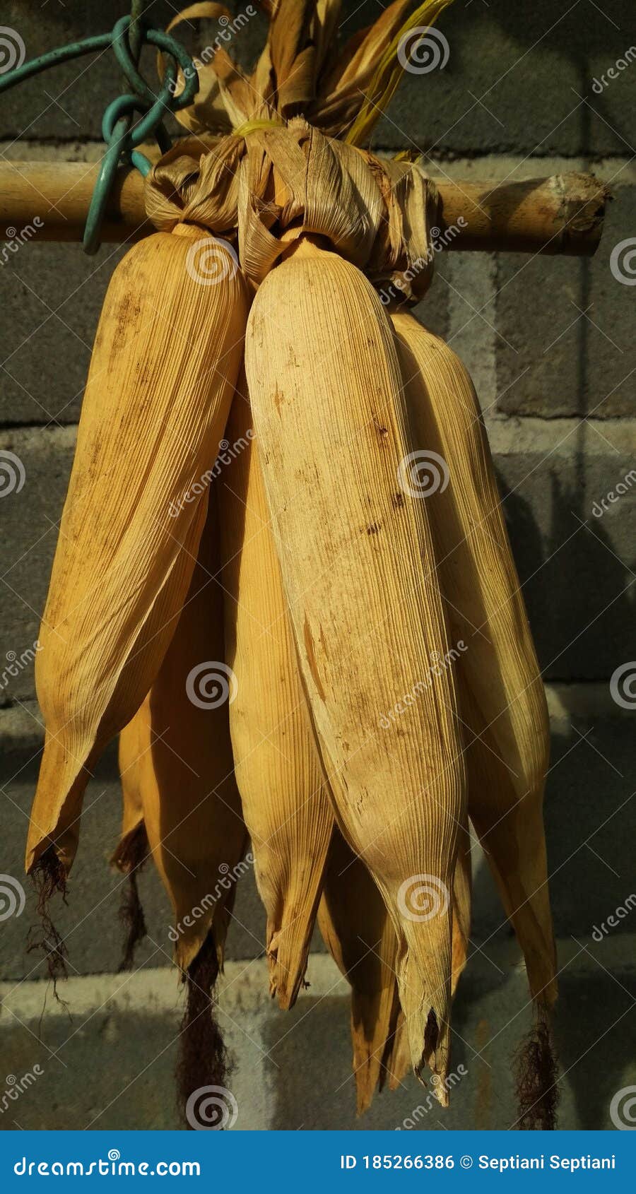 Dry corn in the bamboo stock photo. Image of bamboo - 185266386