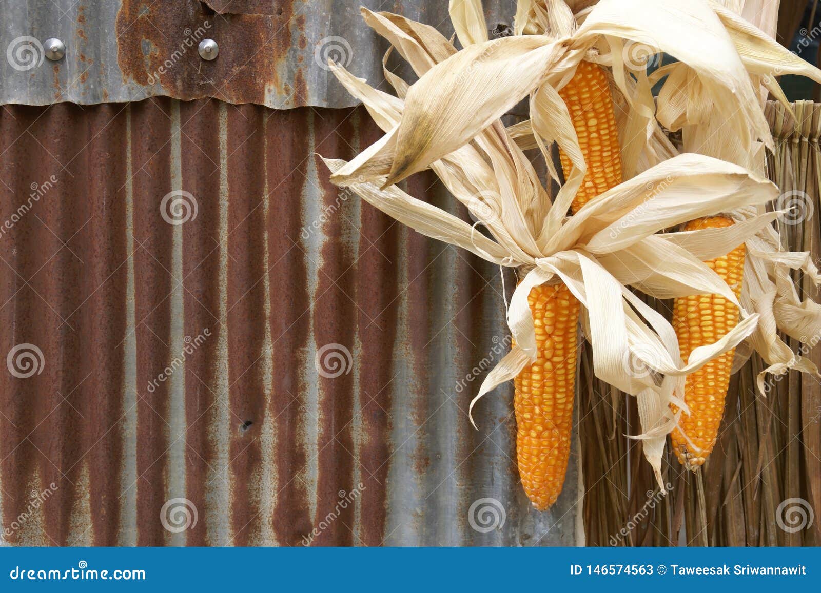 Corn on the Cob with Rustic Corrugated Iron Sheet Background Stock ...
