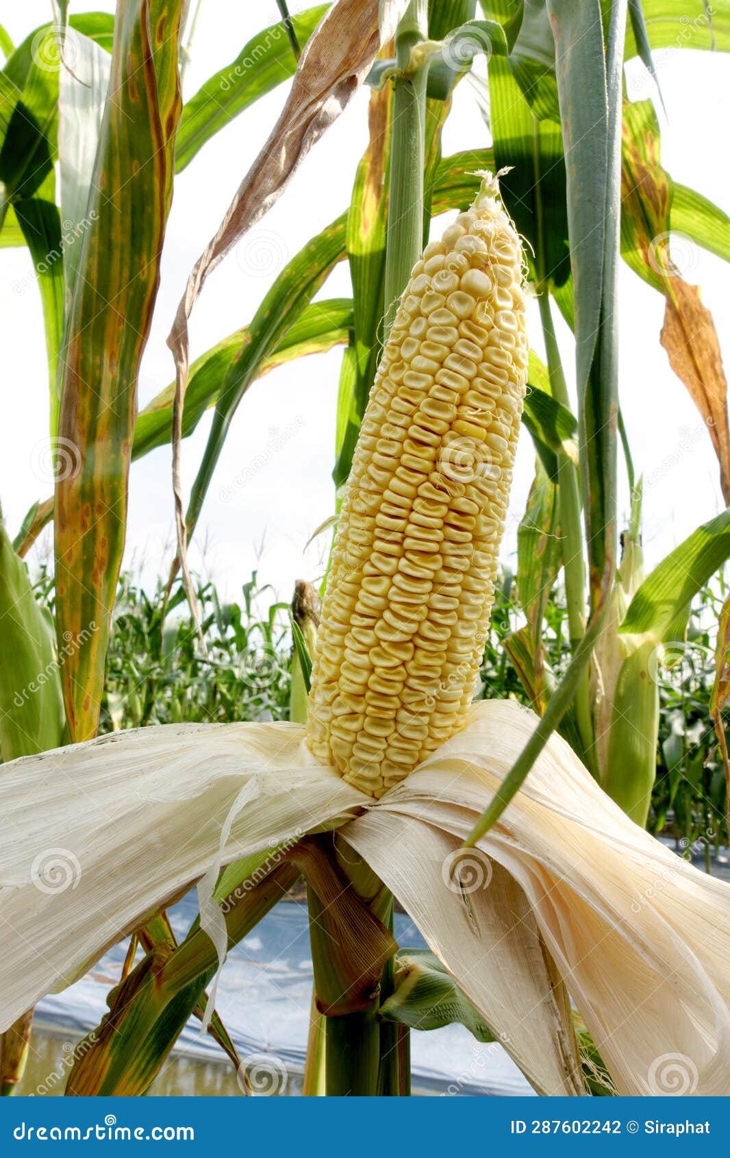 Dry Corn Cob on Stalks in Corn Field Stock Photo - Image of agriculture ...