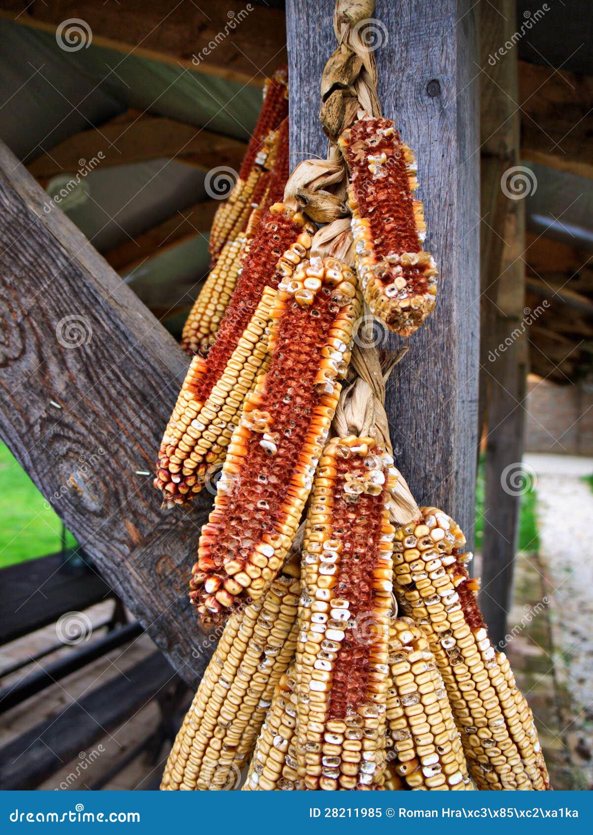 Dry corn cobs stock image. Image of autumn, field, crop - 28211985