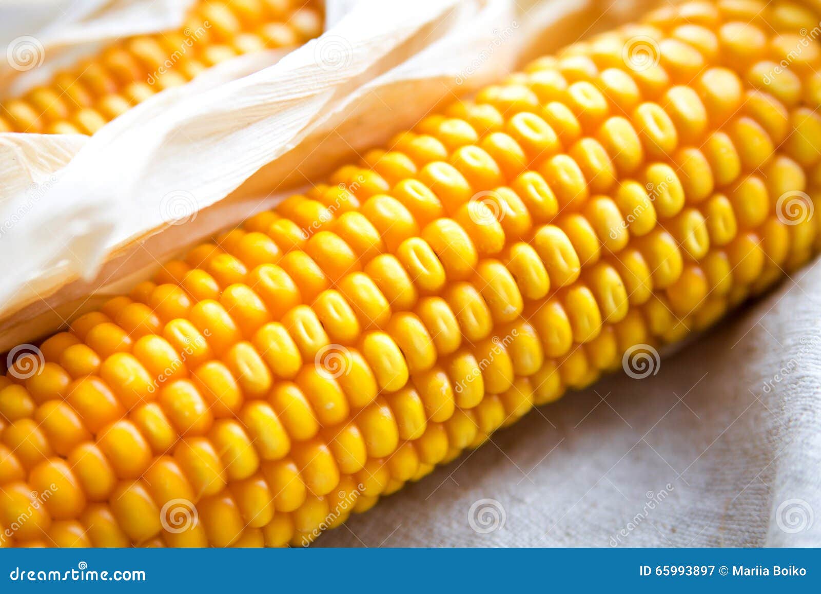 Dry corn cobs stock image. Image of fall, plant, corn - 65993897