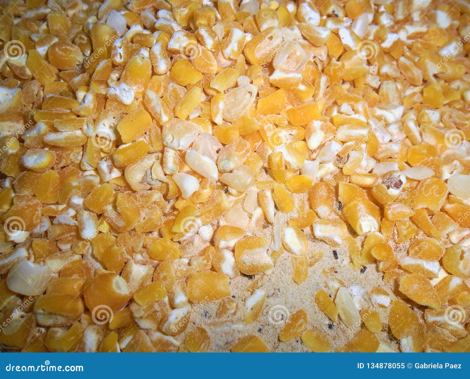 Dry Corn Consumed by Weevils Stock Image - Image of dust, seeds: 134878055