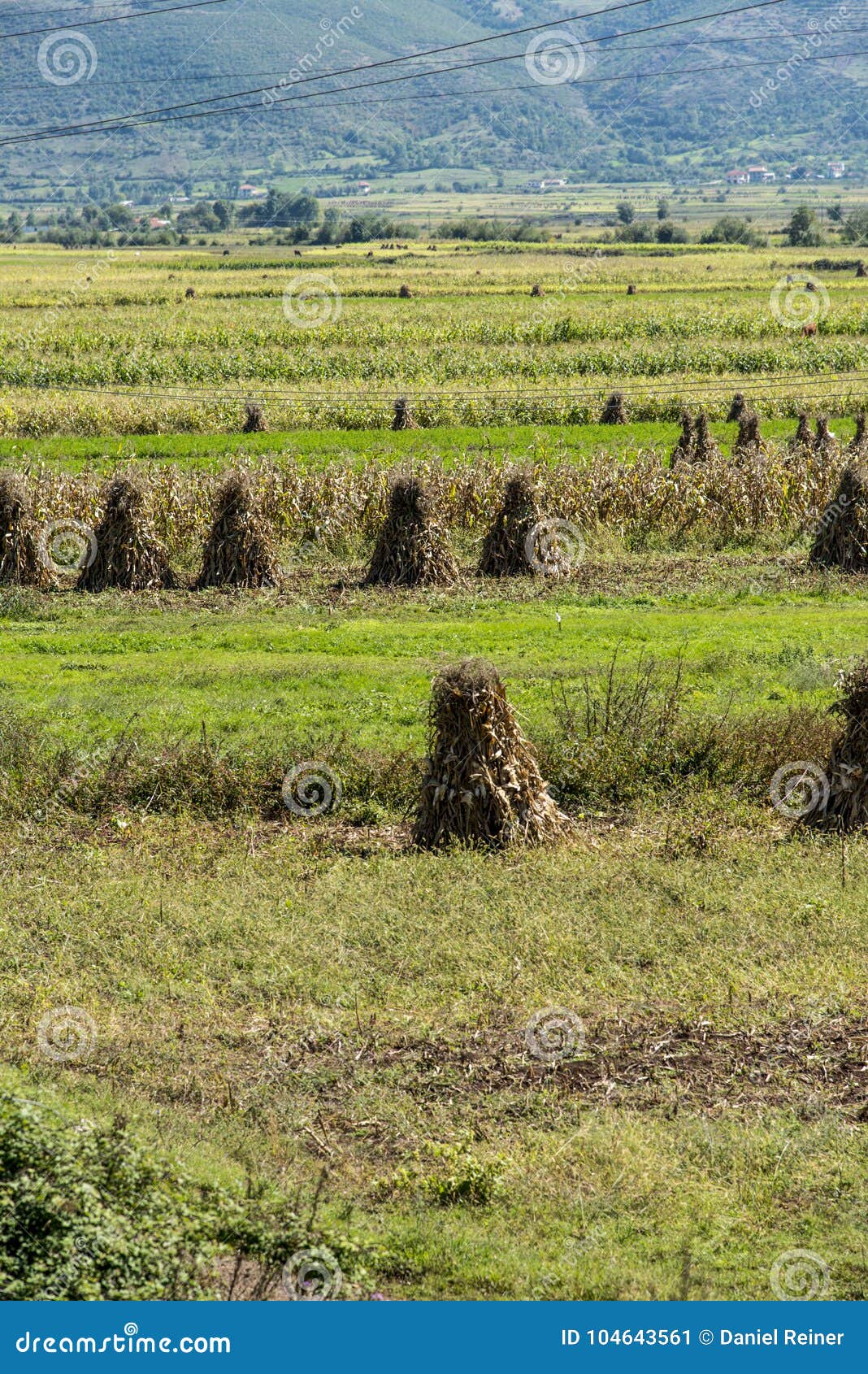 Dry Corn Crops on the Field Stock Image - Image of outdoor, farm: 104643561
