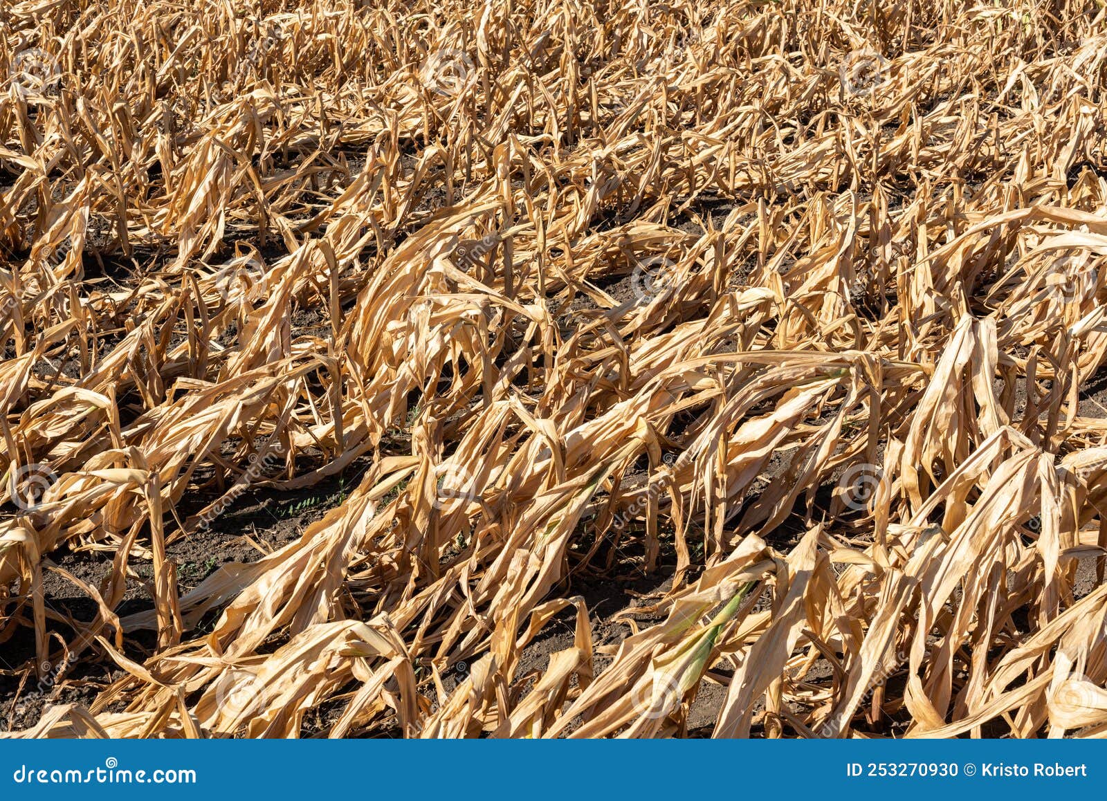 Drought-stricken Corn Crop in Hungary, EU. Stock Photo - Image of ...