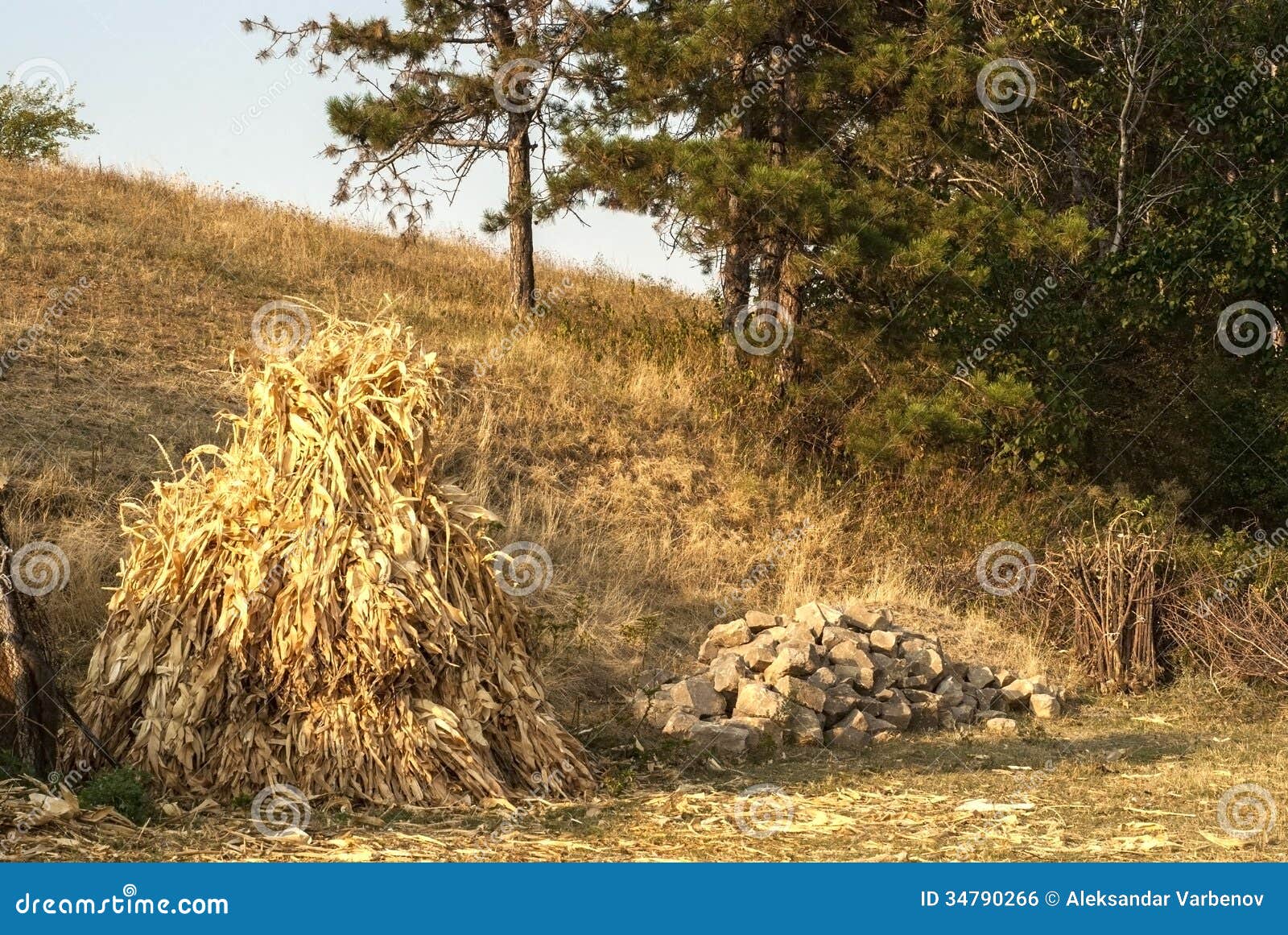 Dry Corn Ears Stack,stone Pile Stock Photo - Image of branch, field ...