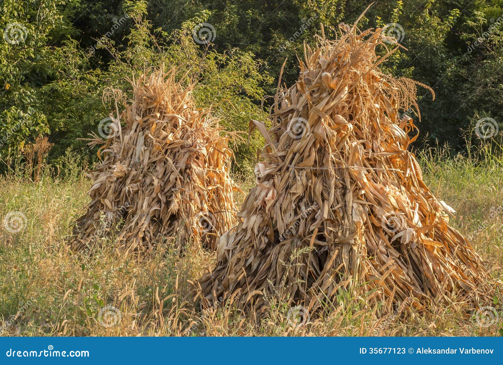 Dry corn ears stacks stock image. Image of plant, stack - 35677123