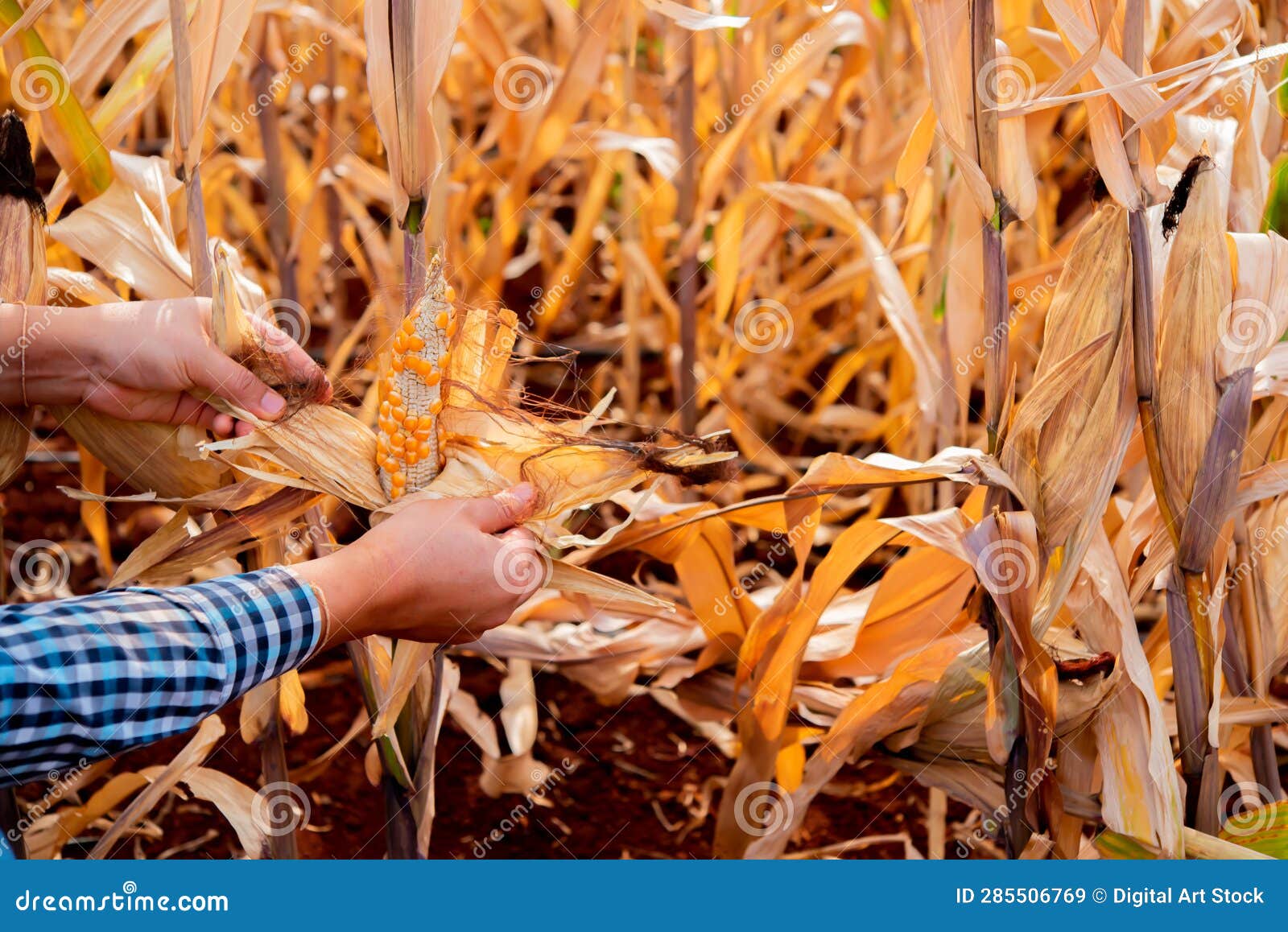 Dry Corn Field with the Farmer Peels Back the Husk of the Corn ...