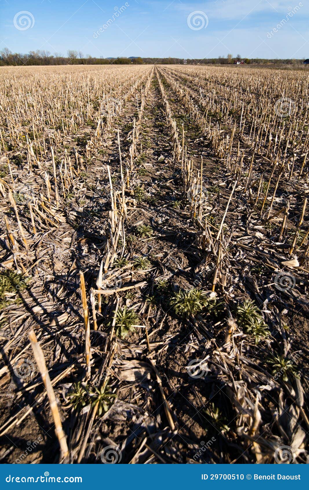 Dry Corn field stock photo. Image of industry, rural - 29700510