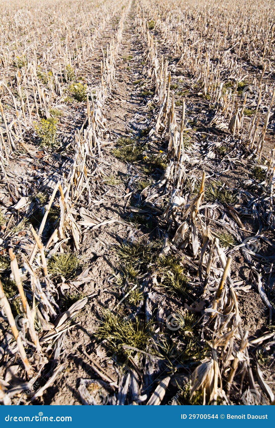 Dry Corn field texture stock photo. Image of nature, pattern - 29700544