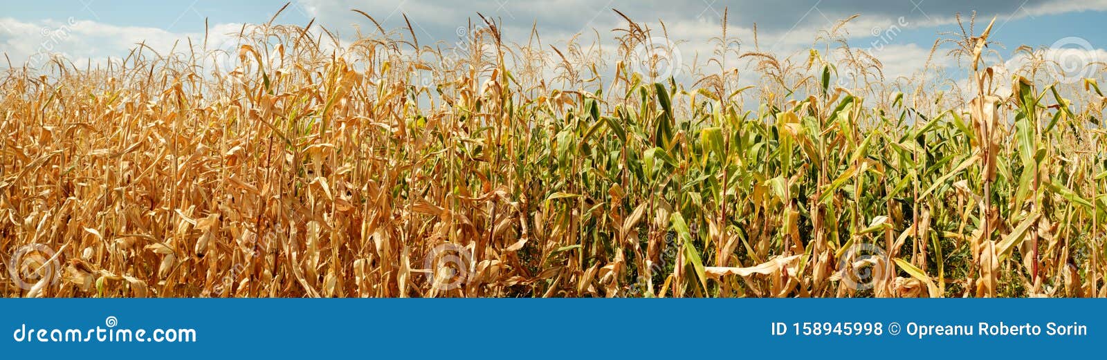 Dry Corn Field Panorama Witj Clouds Stock Photo - Image of fall ...