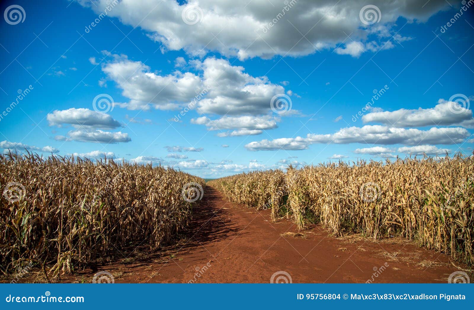 Dry corn field plantation stock photo. Image of maize - 95756804