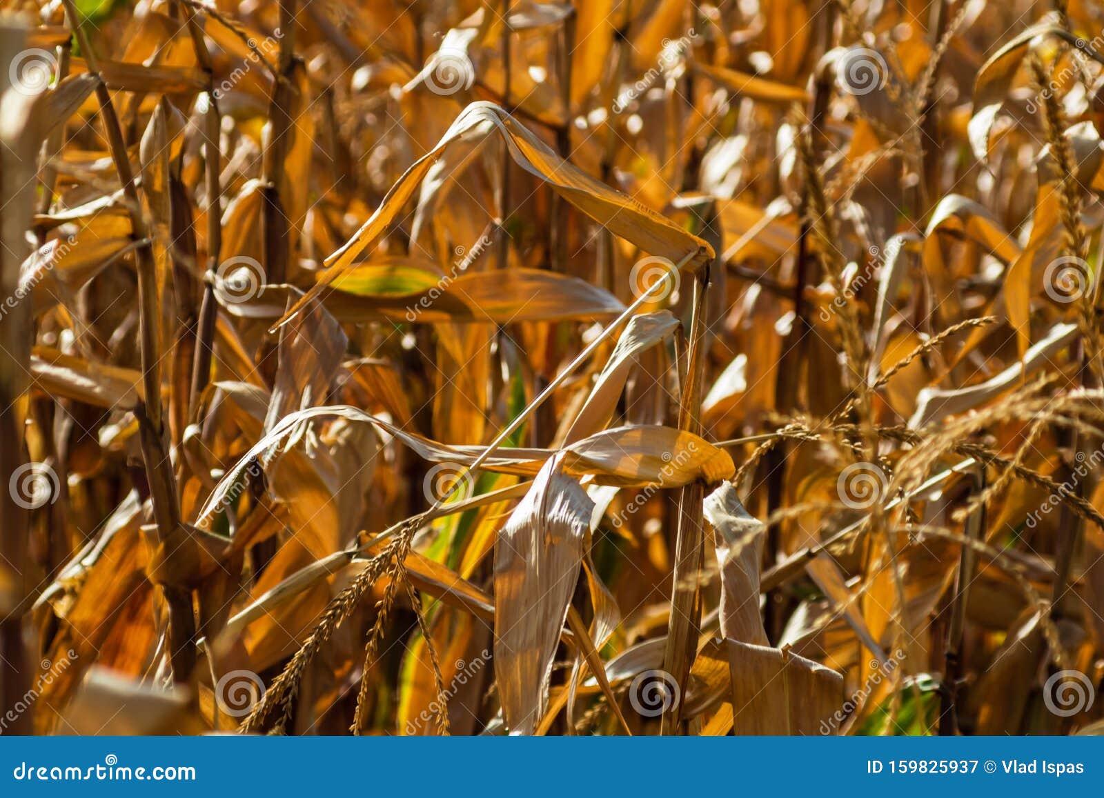 Dry Corn Field, Dry Corn Stalks, End of Season Stock Image - Image of ...