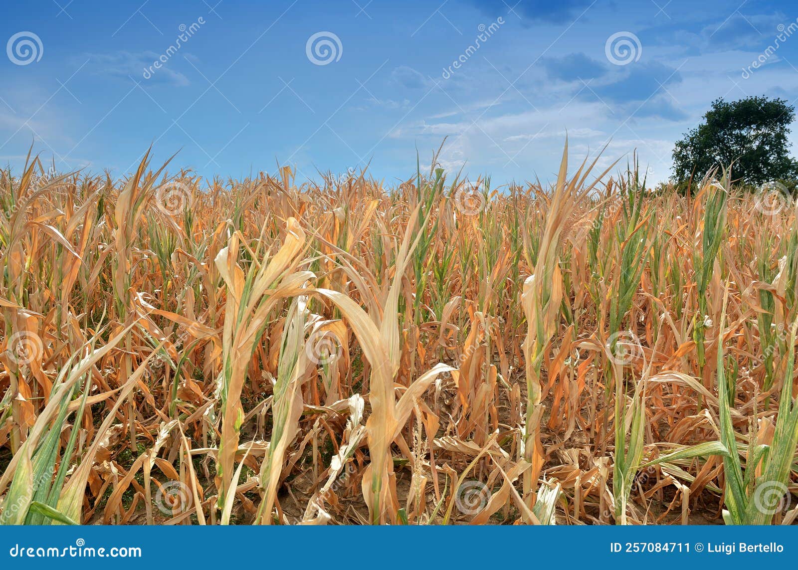 Dry Corn Fields Due To Drought Stock Image - Image of land, countryside ...