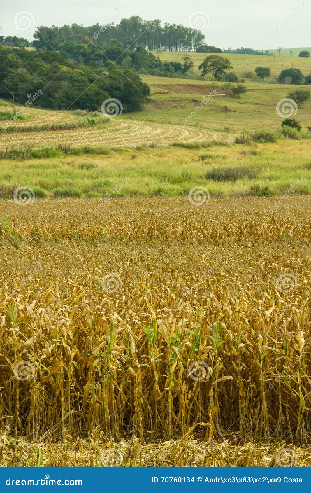 Dry Corn Fields stock photo. Image of crop, cornfield - 70760134