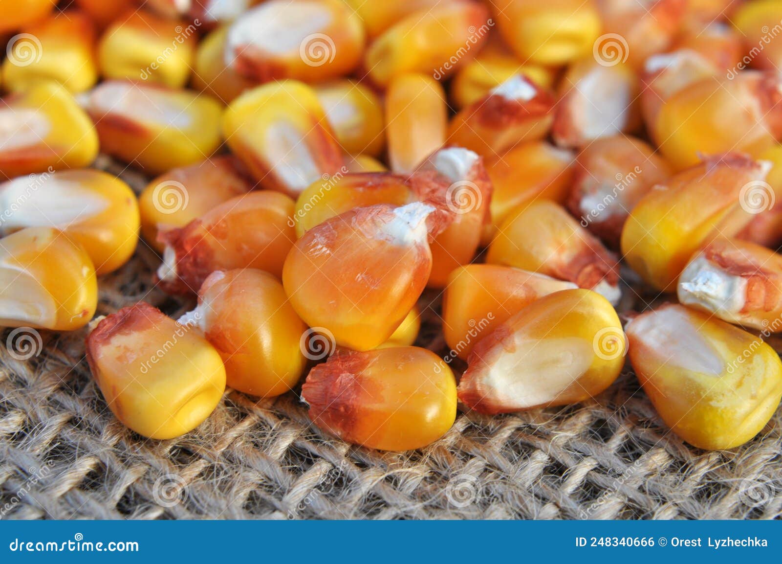 Dry corn grain stock photo. Image of closeup, macro - 248340666