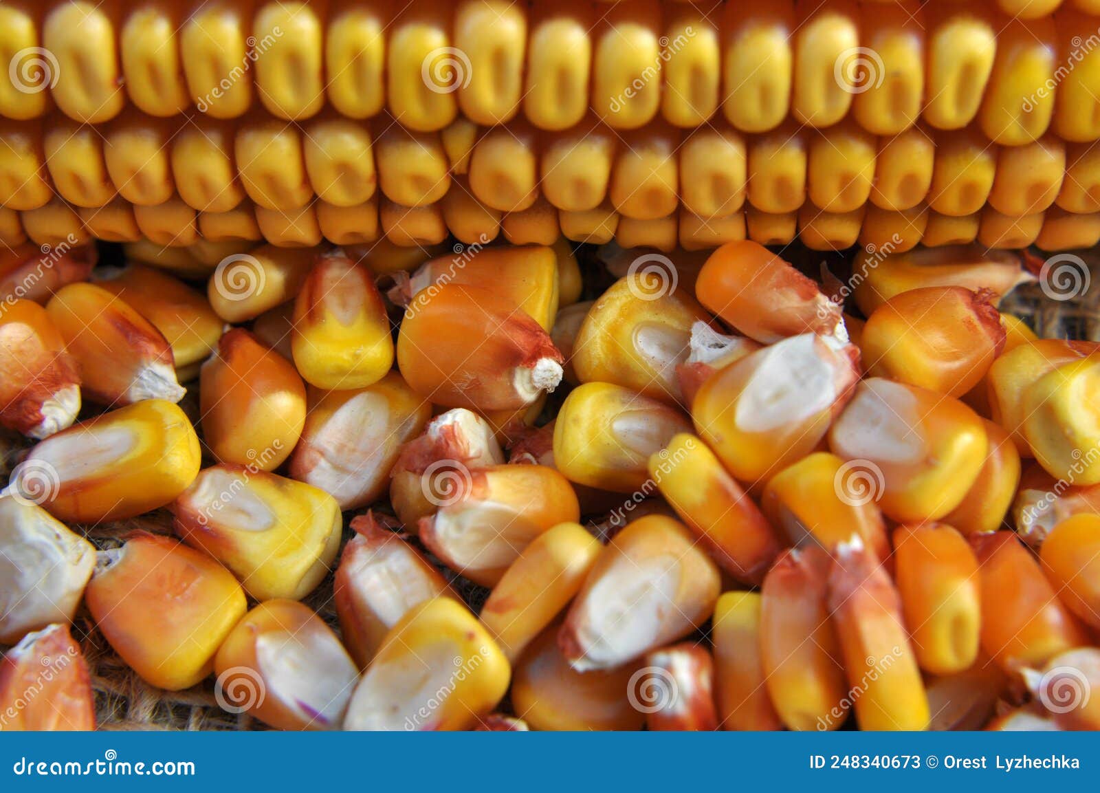Dry corn grain stock image. Image of farming, grains - 248340673