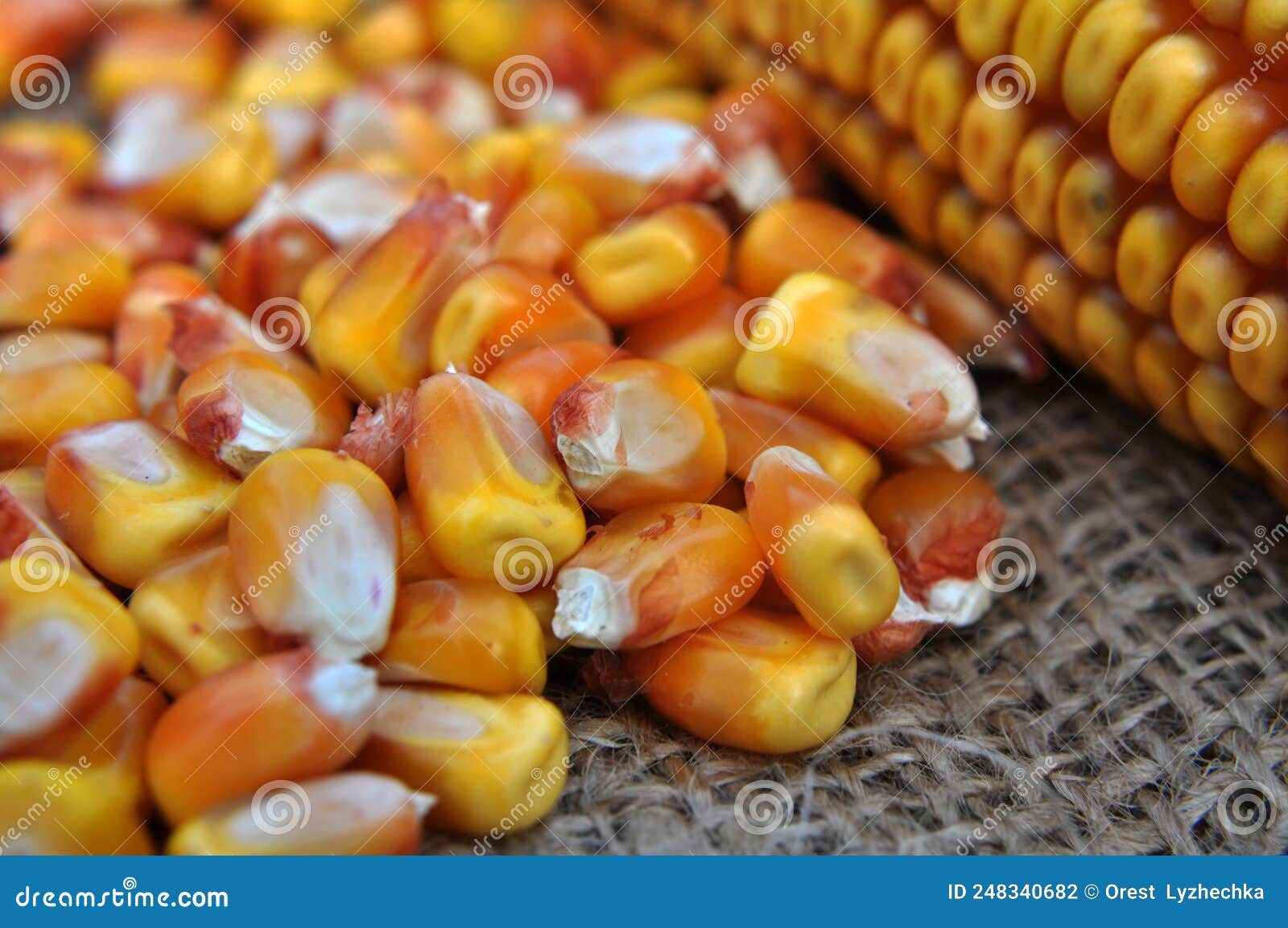 Dry corn grain stock photo. Image of background, diet - 248340682