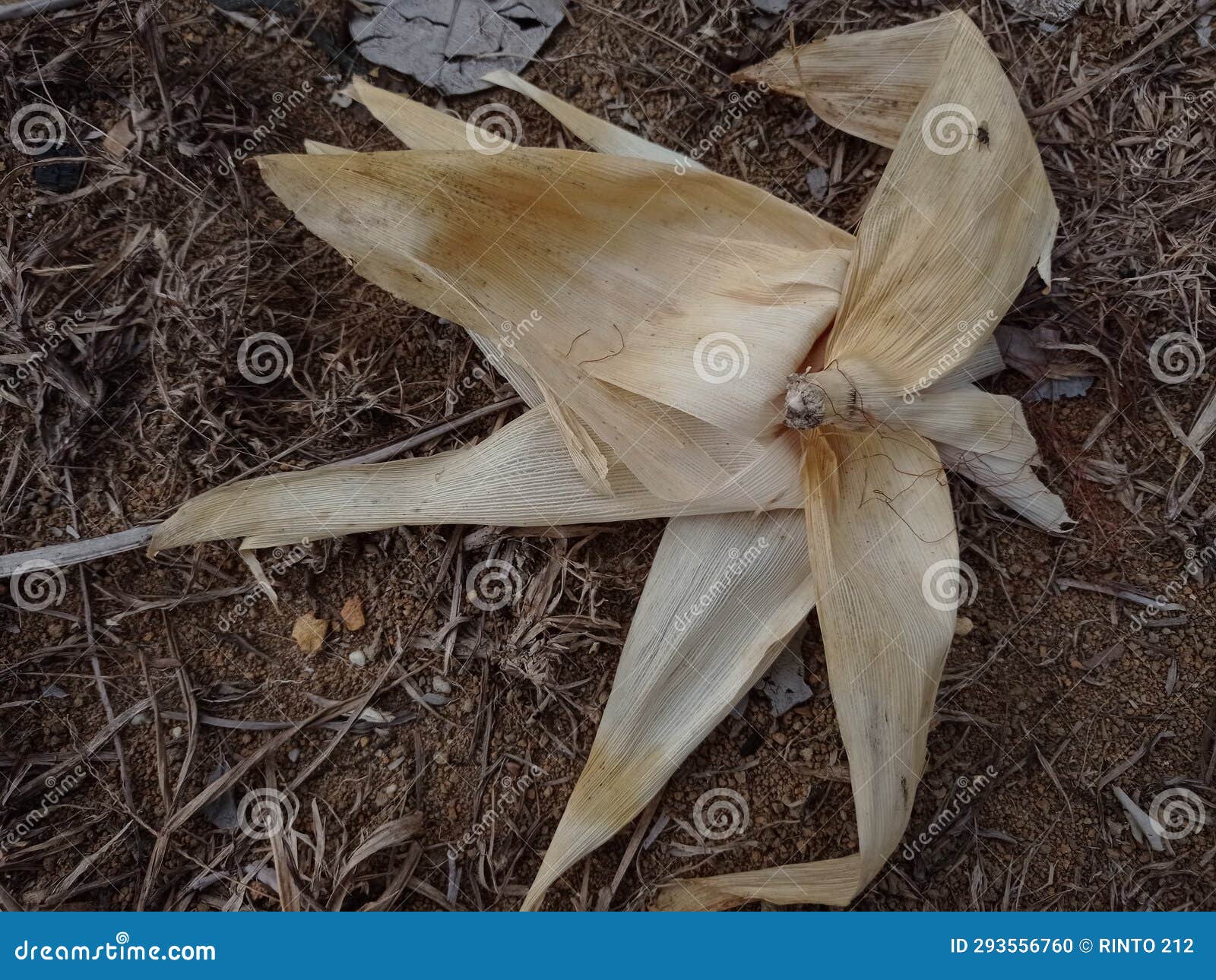 Dry Corn Husk Trash in the Yard Stock Photo - Image of yard, husk ...