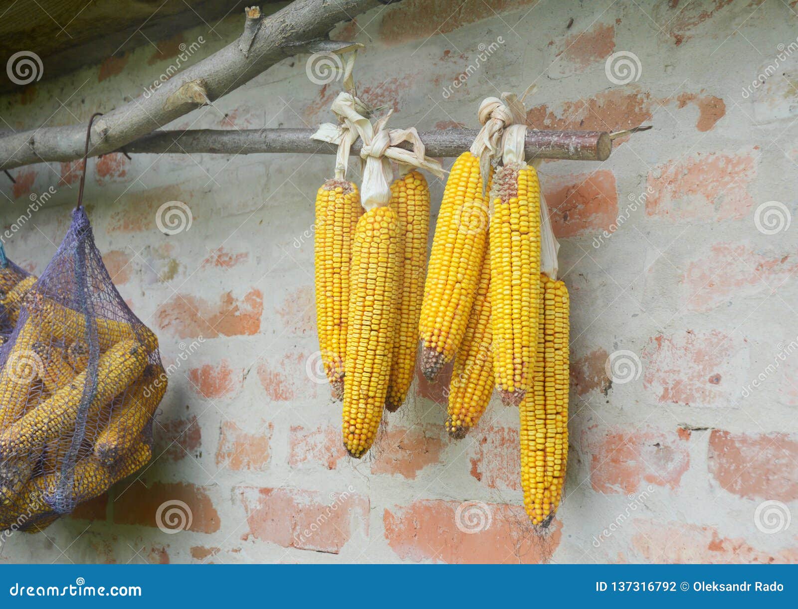 Dry Corn Husks. Drying Corn Husks on House Wall Stock Photo - Image of ...