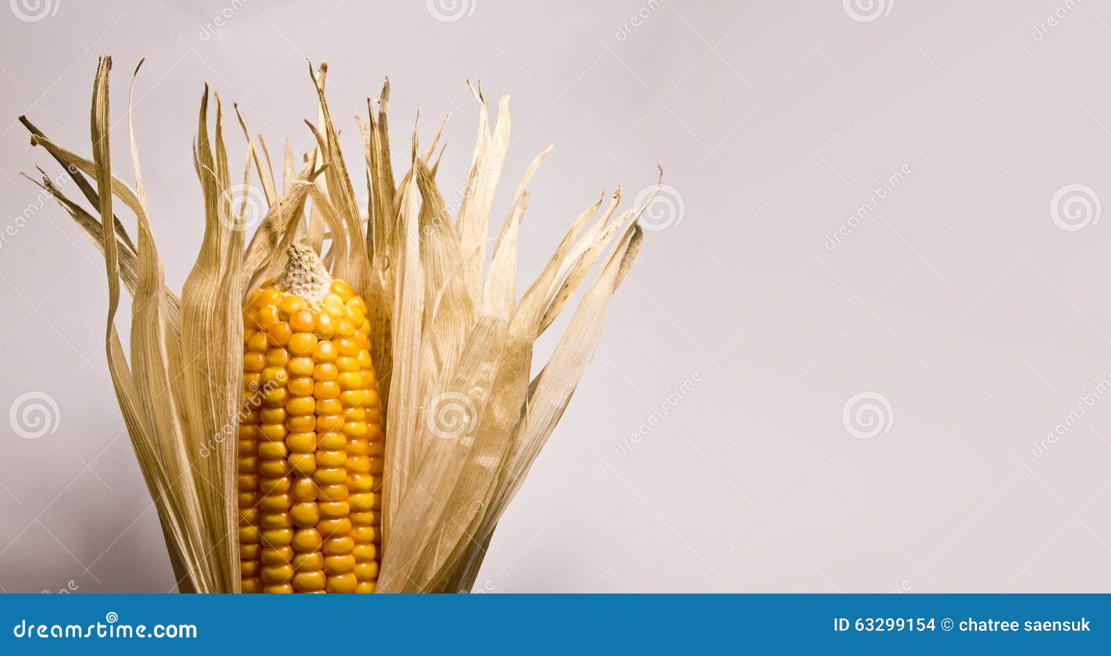 Dry Corn Husks stock photo. Image of cobs, autumn, husks - 63299154