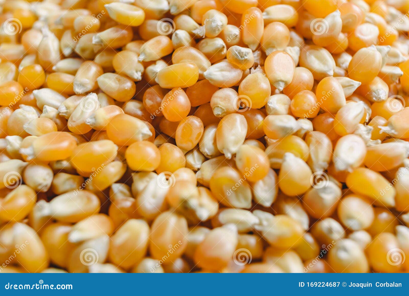 Dry Corn Kernels To Make Popcorn Stock Image - Image of cooked, maize ...