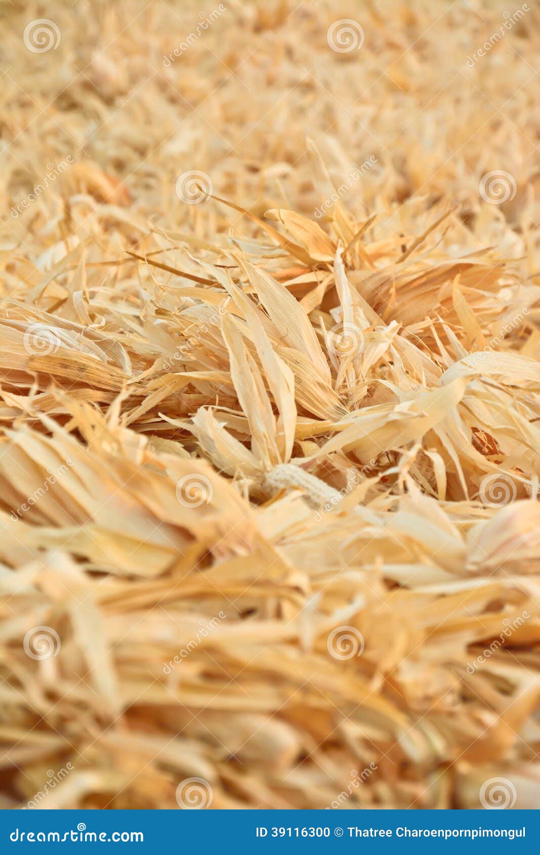 Dry corn leaves stock photo. Image of sweet, fresh, food - 39116300