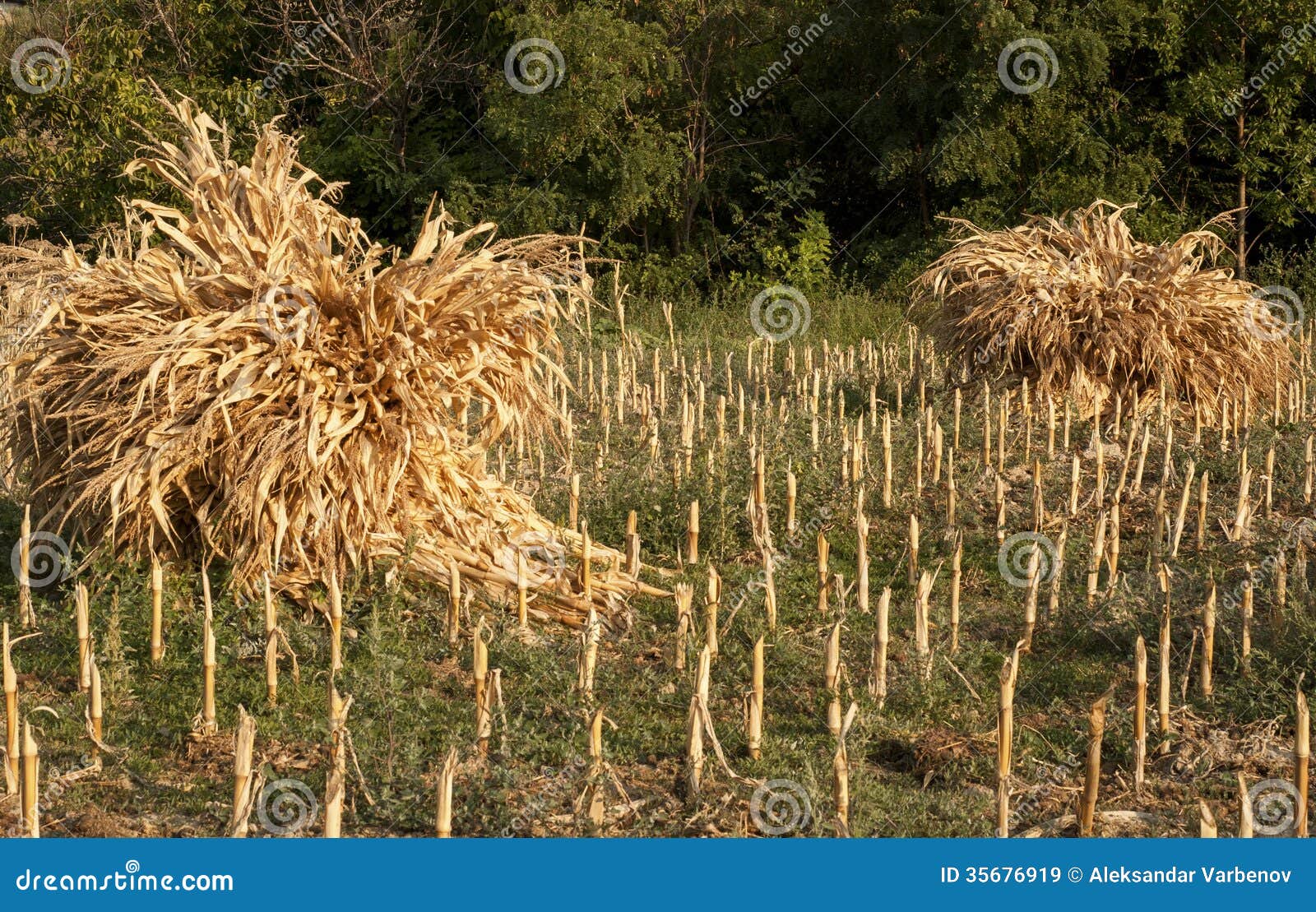 Dry Corn Leaves Piles and Stems Stock Image - Image of organic, natural ...