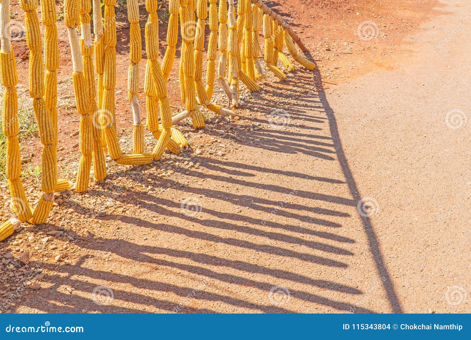 Dry Corn Lined on the Side of the Road Stock Photo - Image of life ...