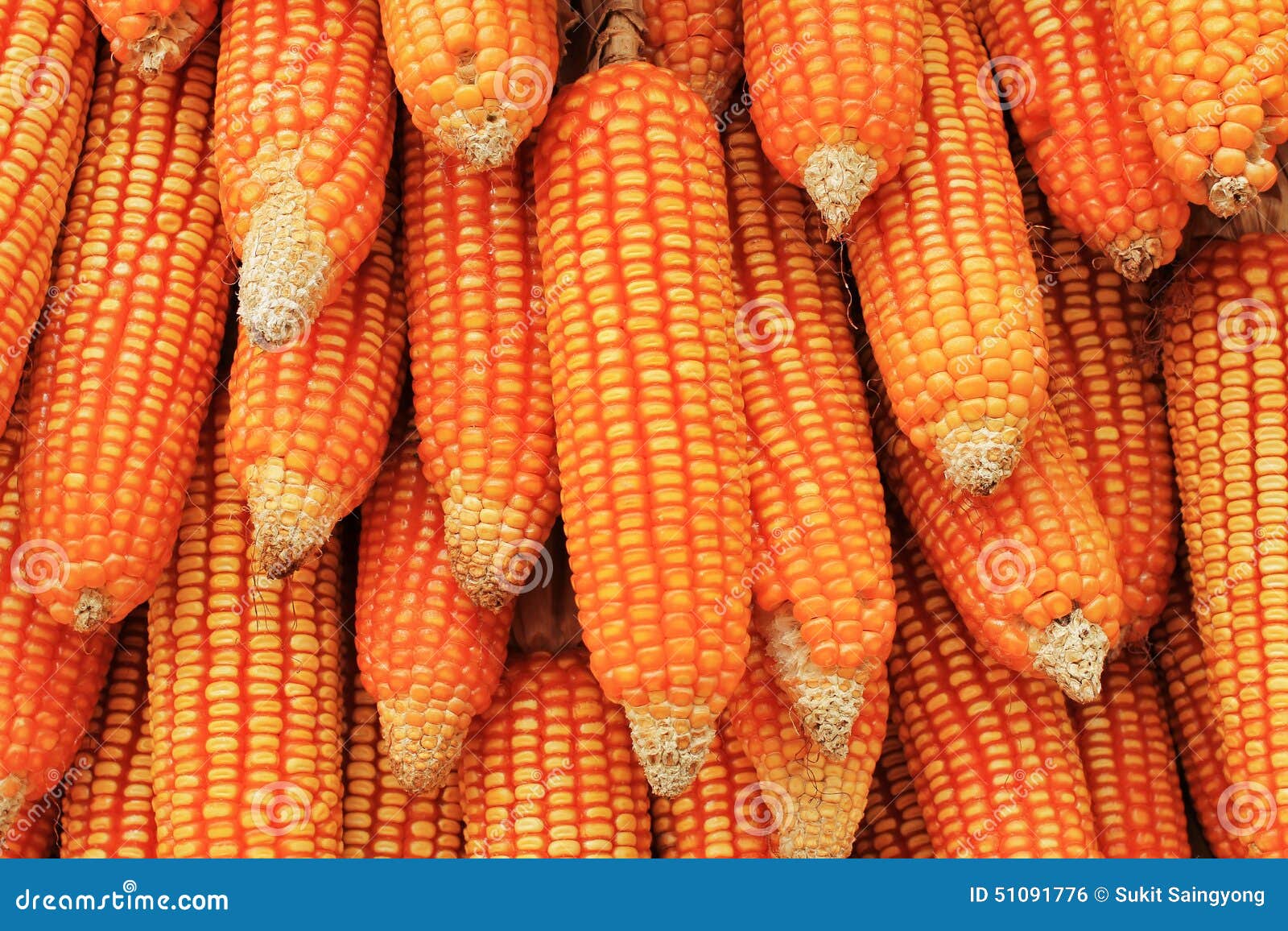Dry Corn stock photo. Image of group, orange, color, corn - 51091776