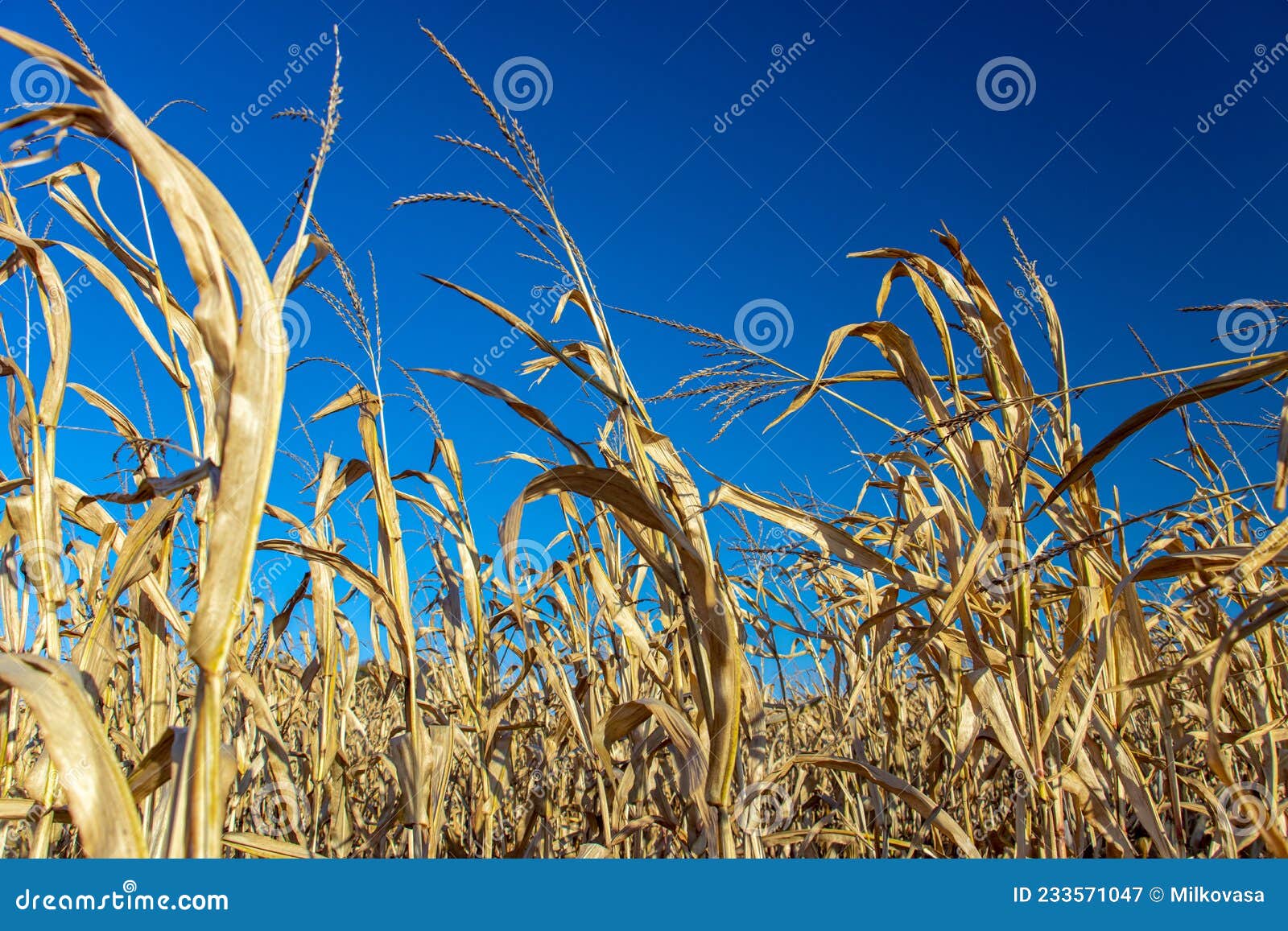 A Dry Corn Plants on the Field Stock Image - Image of plantation, color ...
