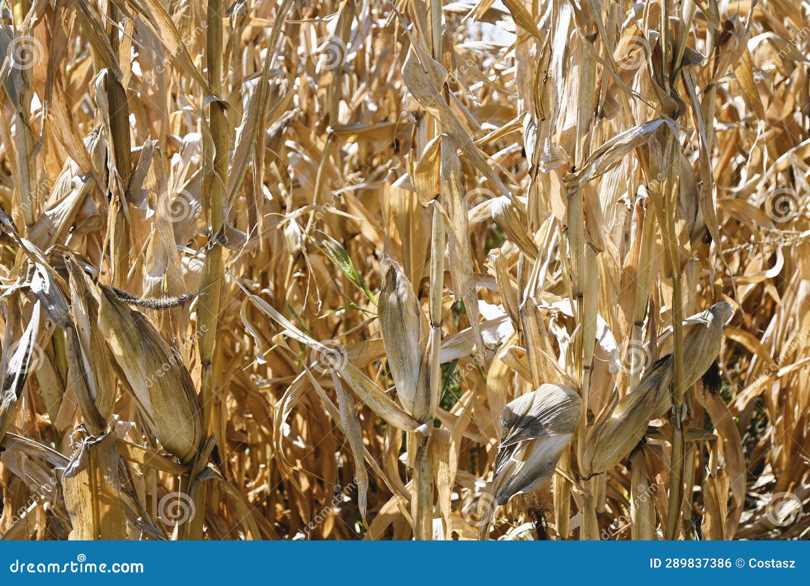 Dry Corn Plants in the Field Stock Photo - Image of leaves, farming ...
