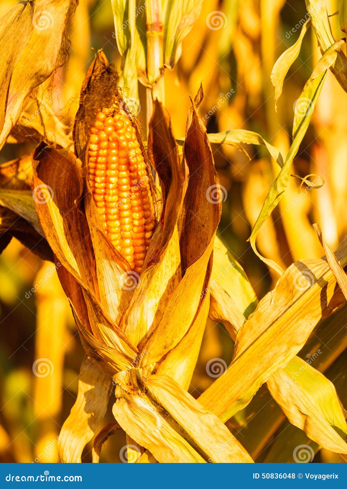 Dry Corn Stalk Field Stock Images - Download 1,128 Photos