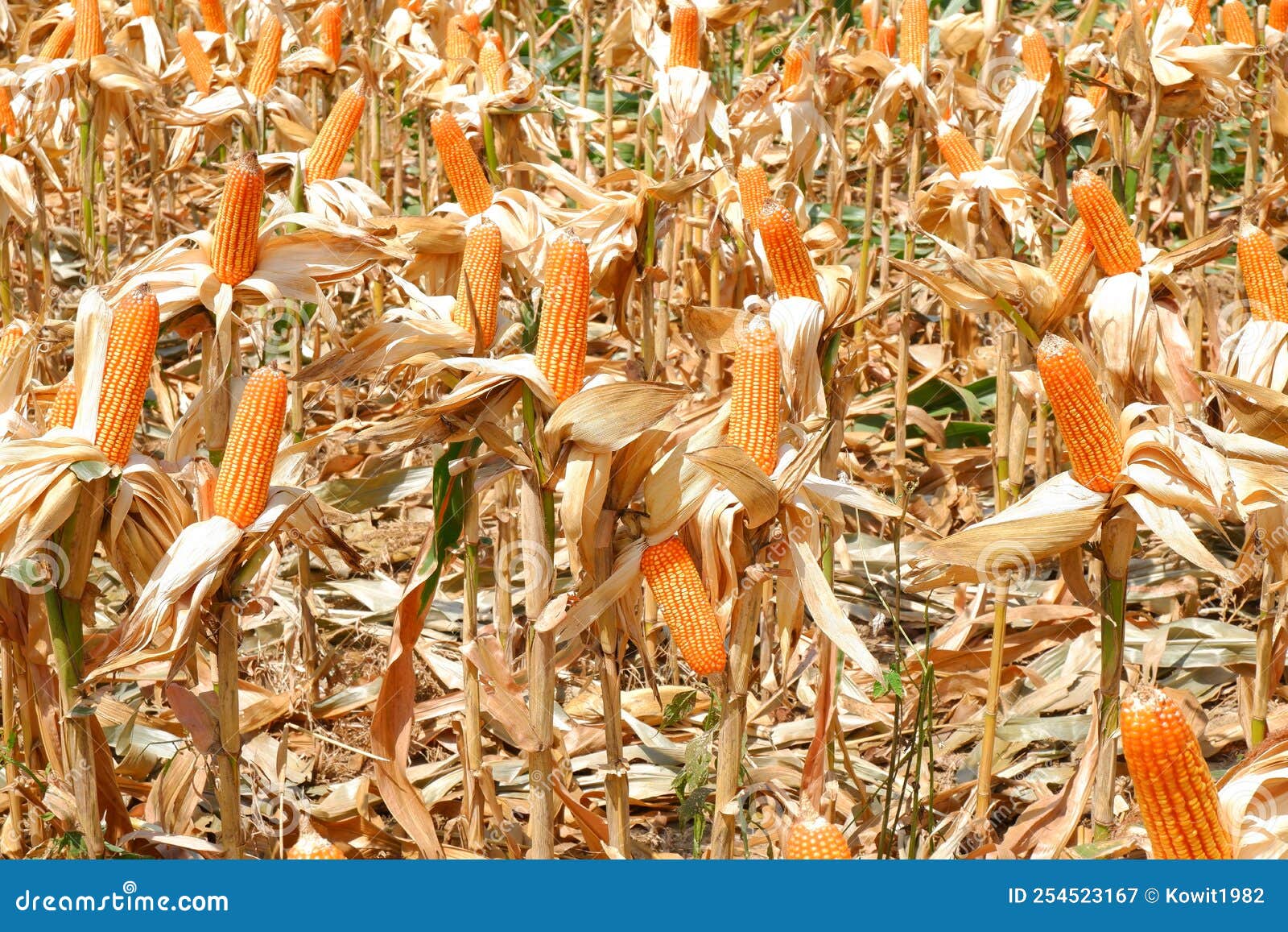 Dry corn stalks with cobs, stock image. Image of seed - 254523167