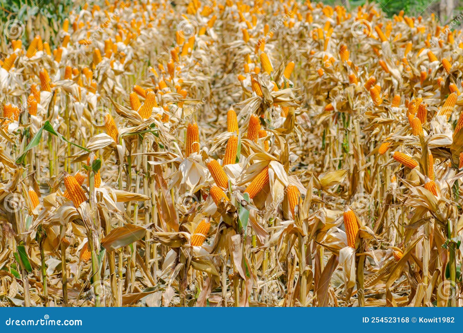 Dry corn stalks with cobs, stock photo. Image of agricultural - 254523168