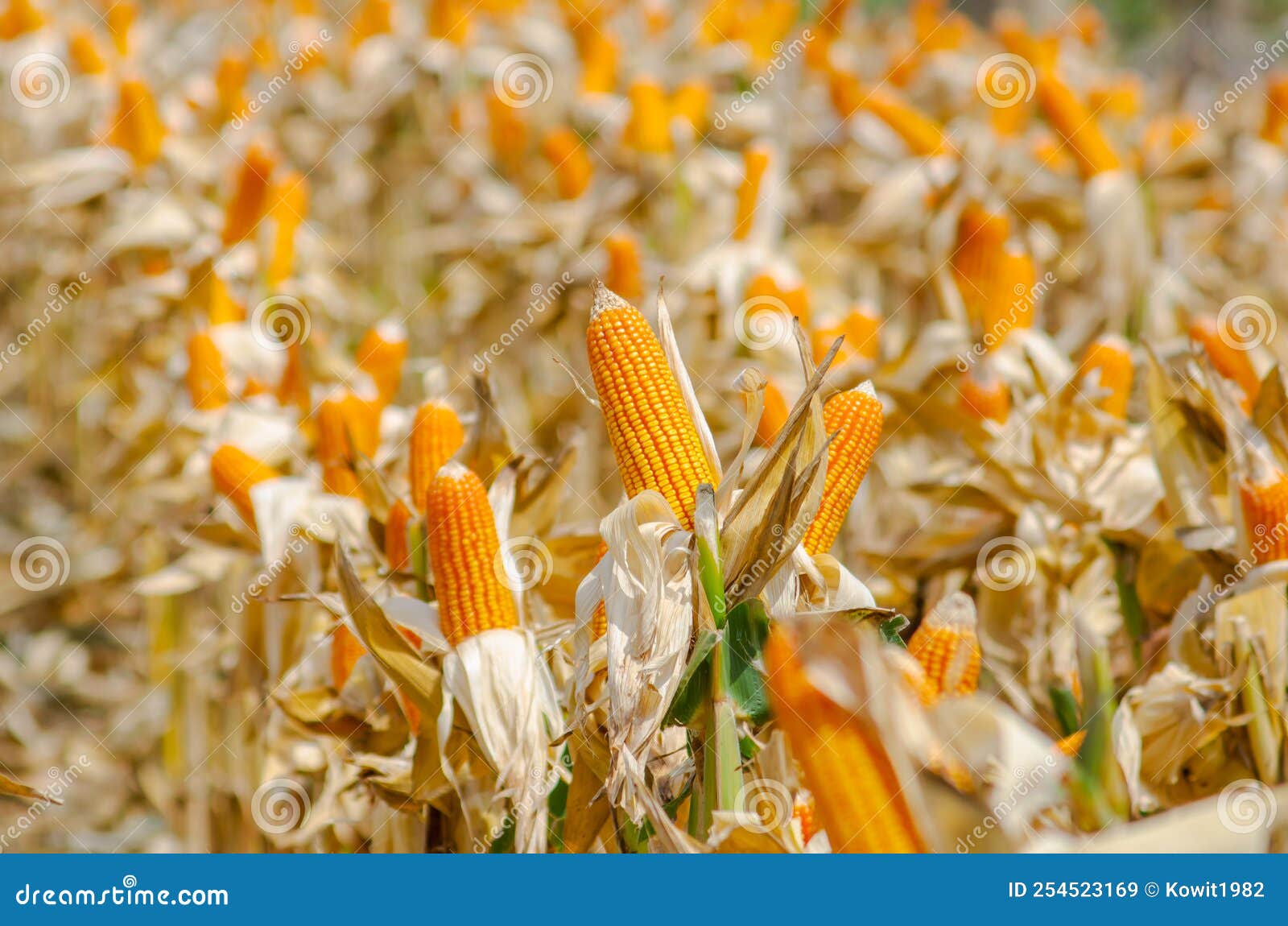 Dry corn stalks with cobs, stock image. Image of farmer - 254523169