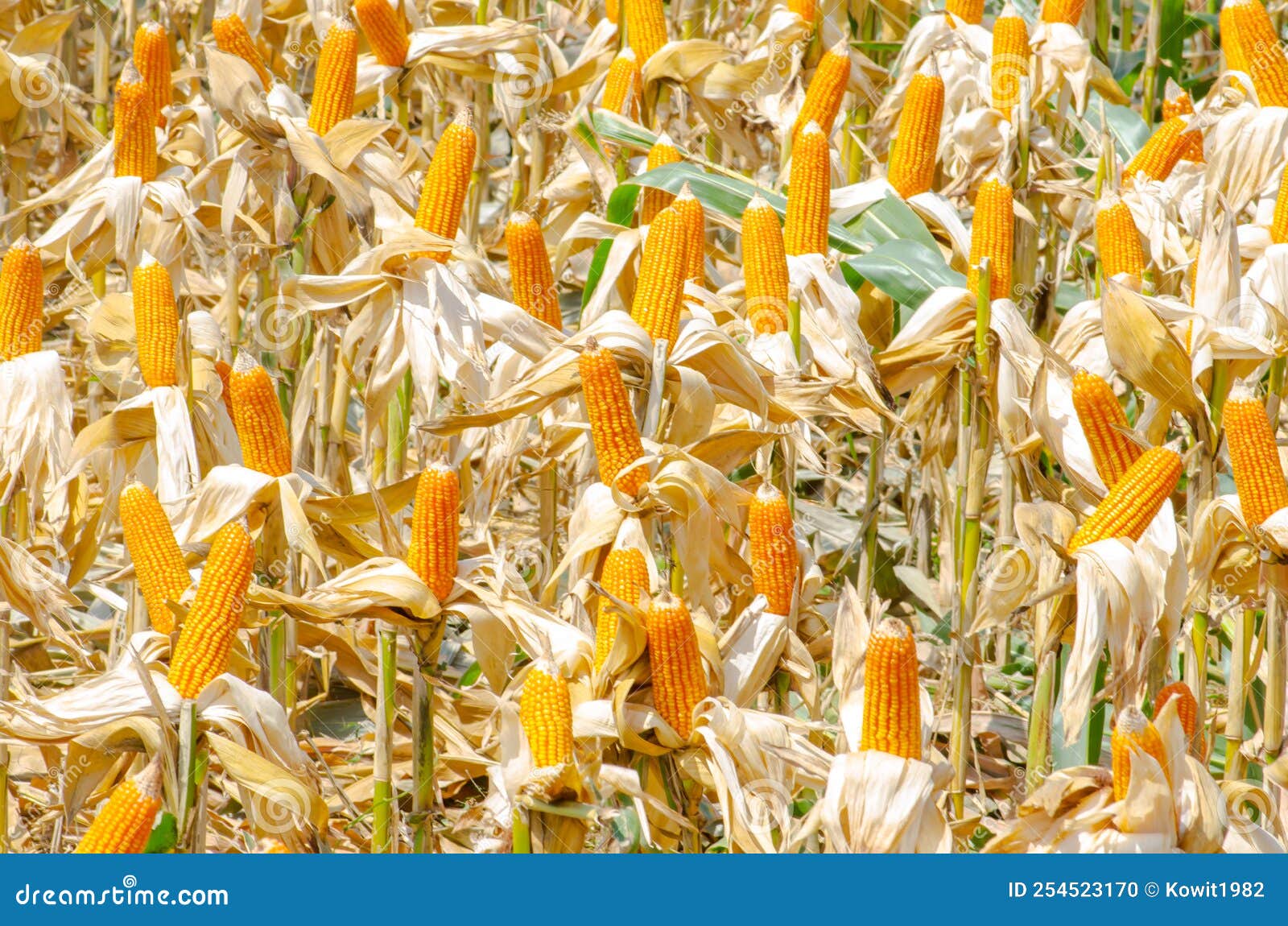 Dry corn stalks with cobs, stock photo. Image of maize - 254523170