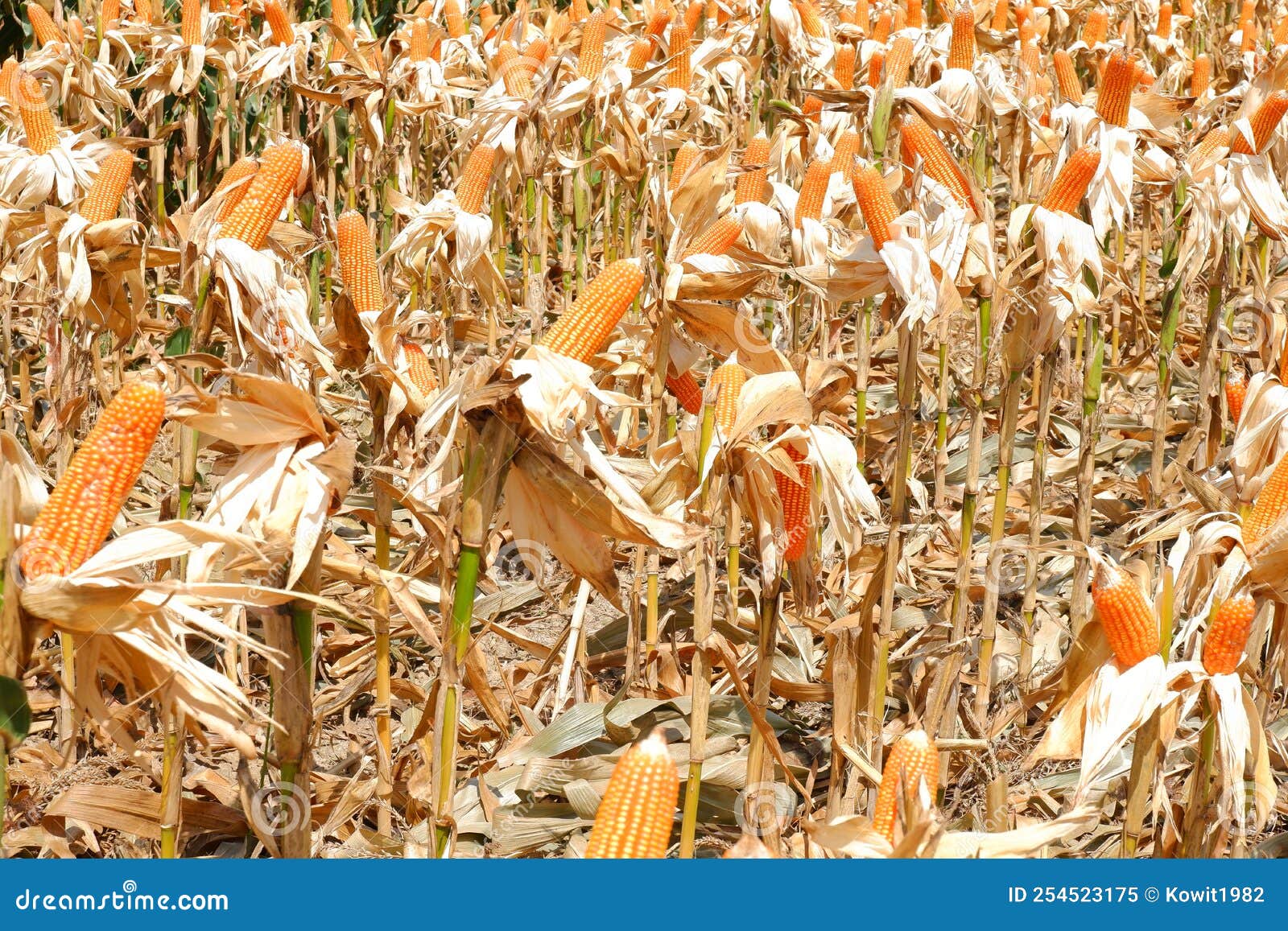 Dry Corn Stalks with Cobs,corn on the Stalk Dry Corn Stock Image ...