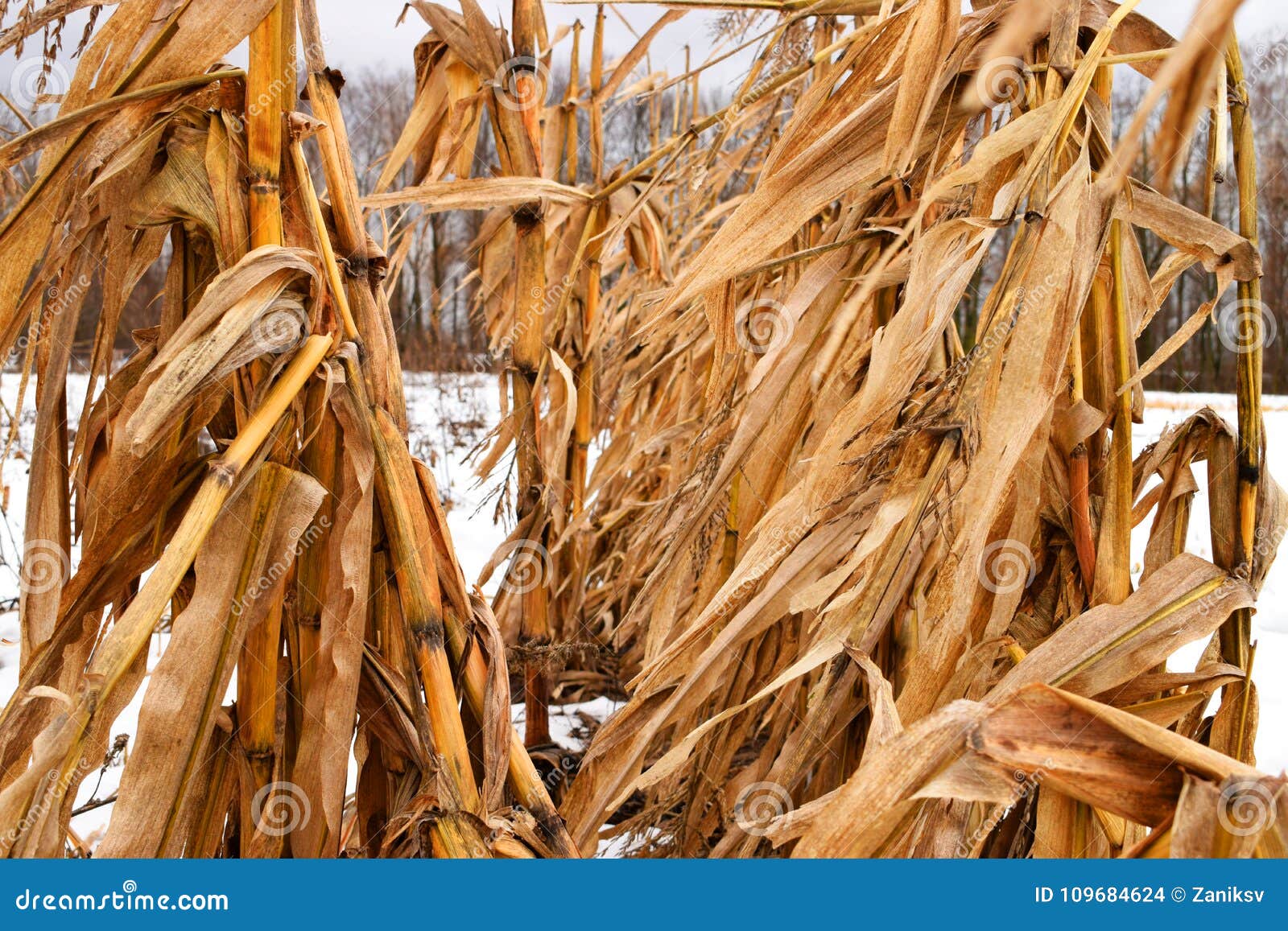 Dry corn stalks stock photo. Image of tree, background - 109684624