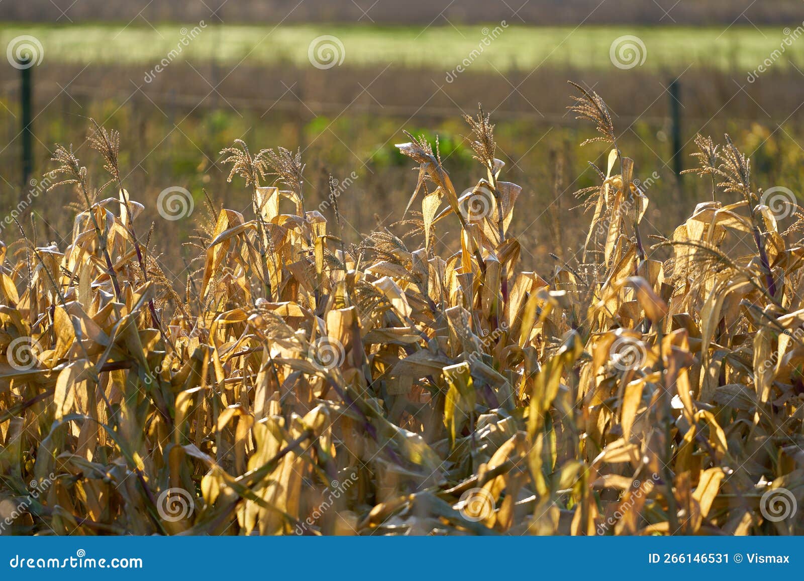 Dry Corn Stalks in a Field stock image. Image of dead - 266146531